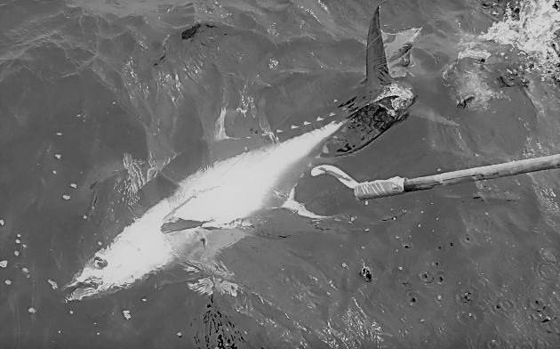 A clean, quick fish release depends on having the right tools | Western ...