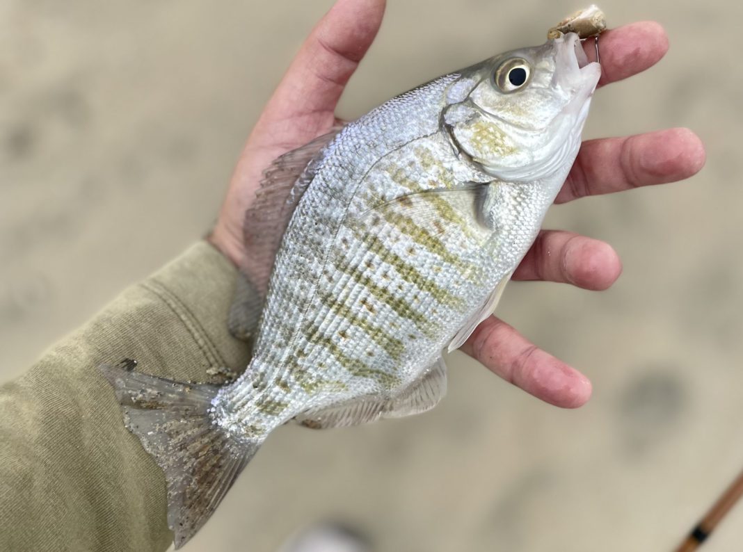 Surf fishing – 5 tips to catch more surfperch on the West Coast this ...