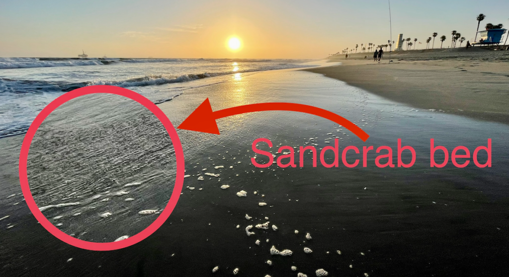 5 on 5: Finding and using sandcrabs | Western Outdoor News
