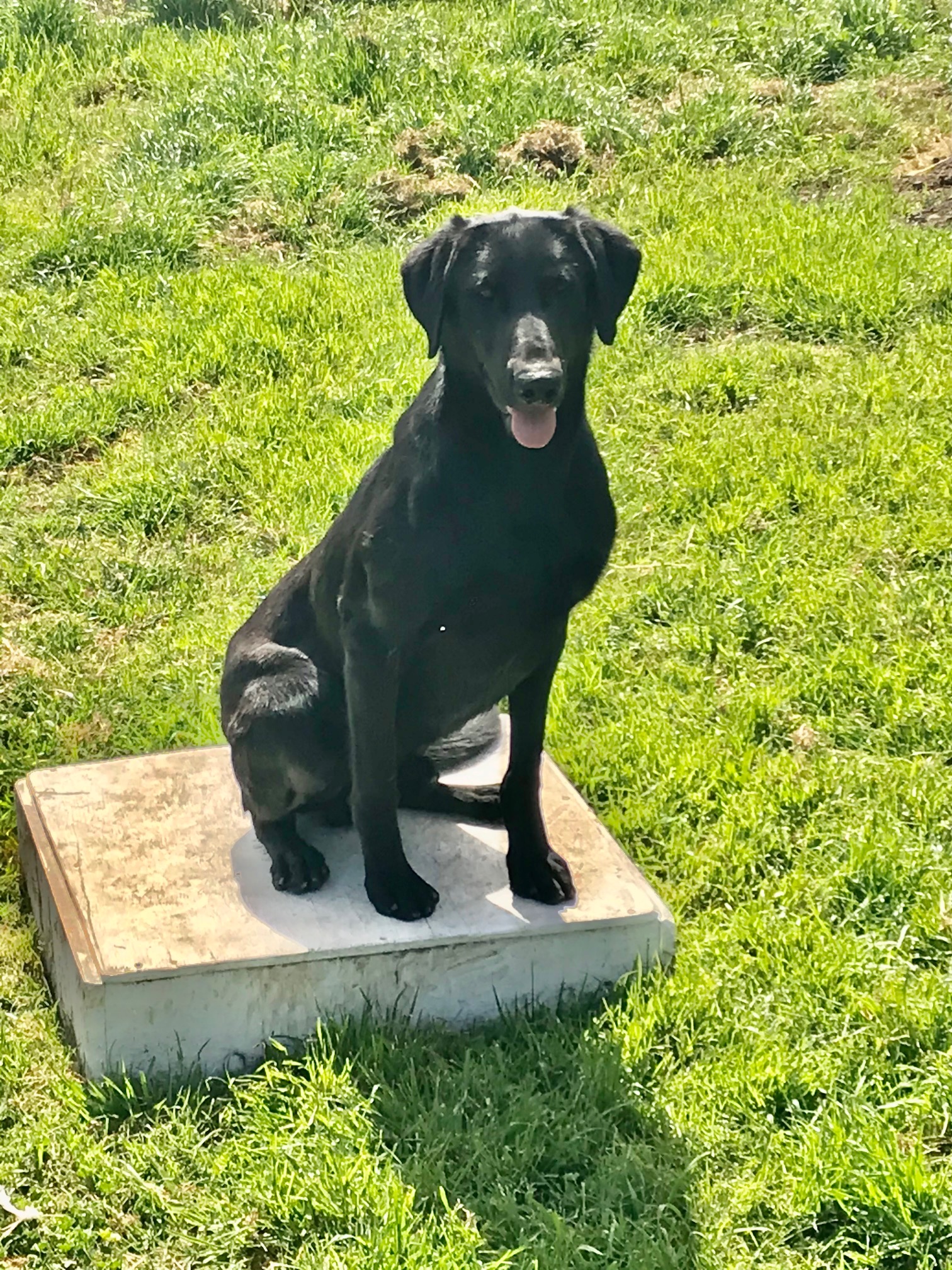 Field Dogs: Use of platform boards | Western Outdoor News