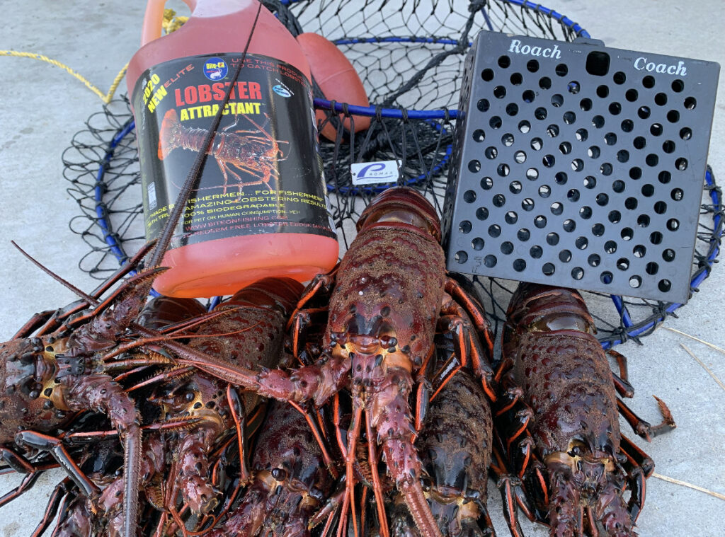 Lobster season – Pro tips and tactics to catch more bugs this opener ...