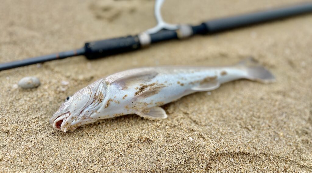 Surf fishing – Tips to catch more corbina (rigs, baits, locations etc ...