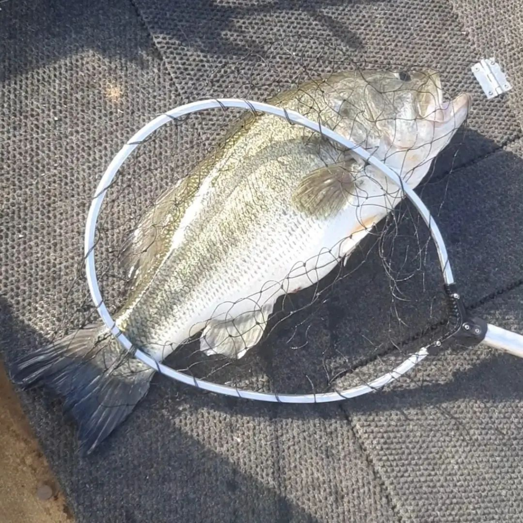 Bass fishing – Double-digit largemouth marks new lake record for local ...