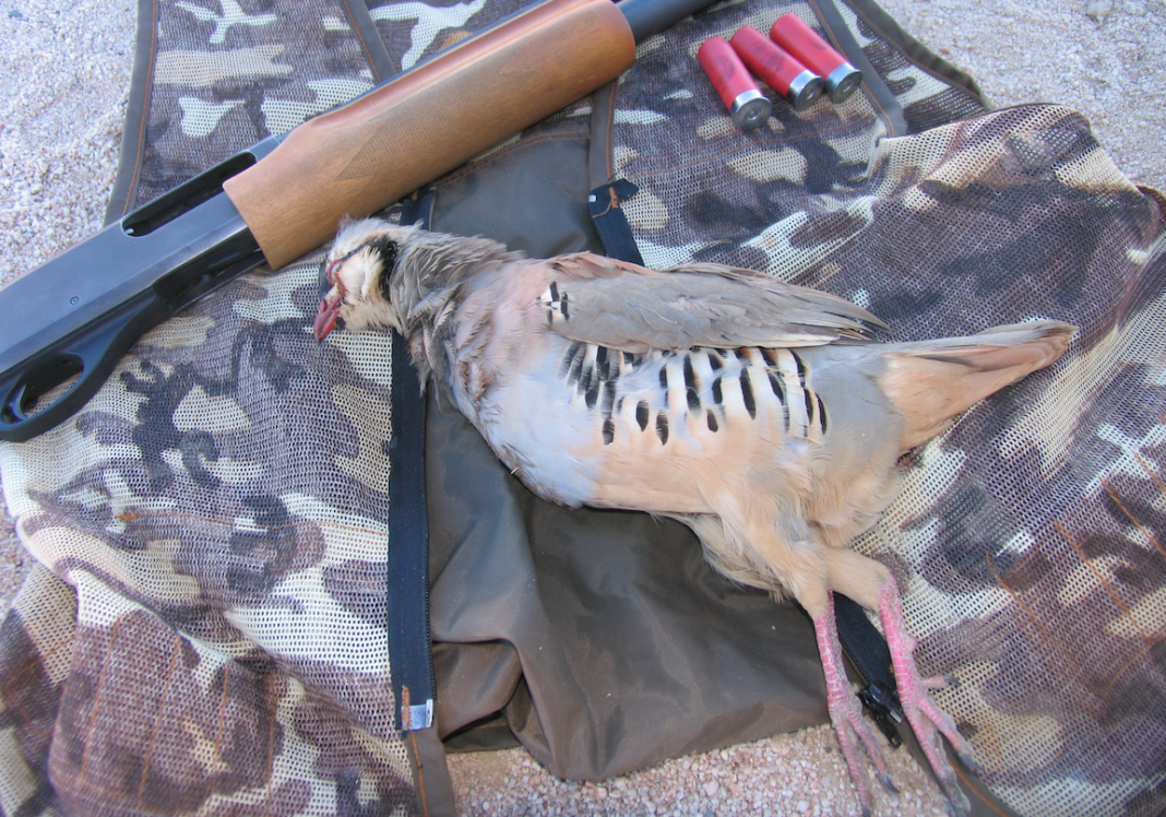 Hunting – 5 upland birds to target in California | Western Outdoor News