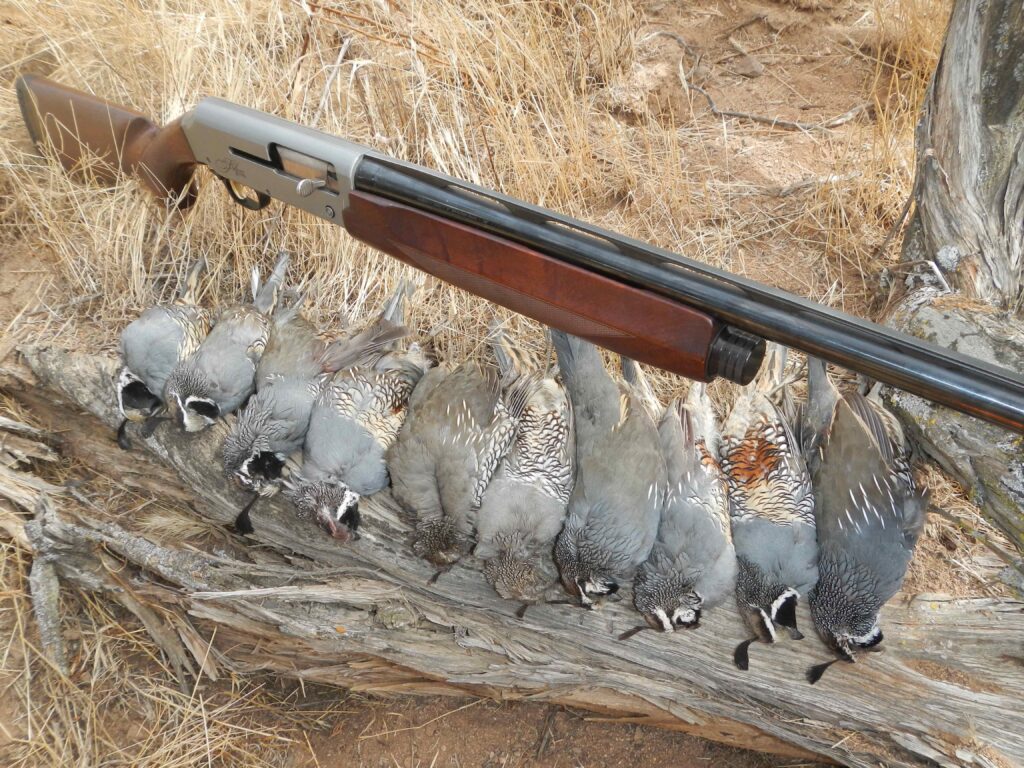 Bird Hunting – Five tips for hunting upland game birds | Western ...