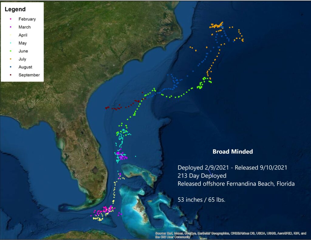 Saltwater – Five things we’ve learned about Swordfish behavior from ...