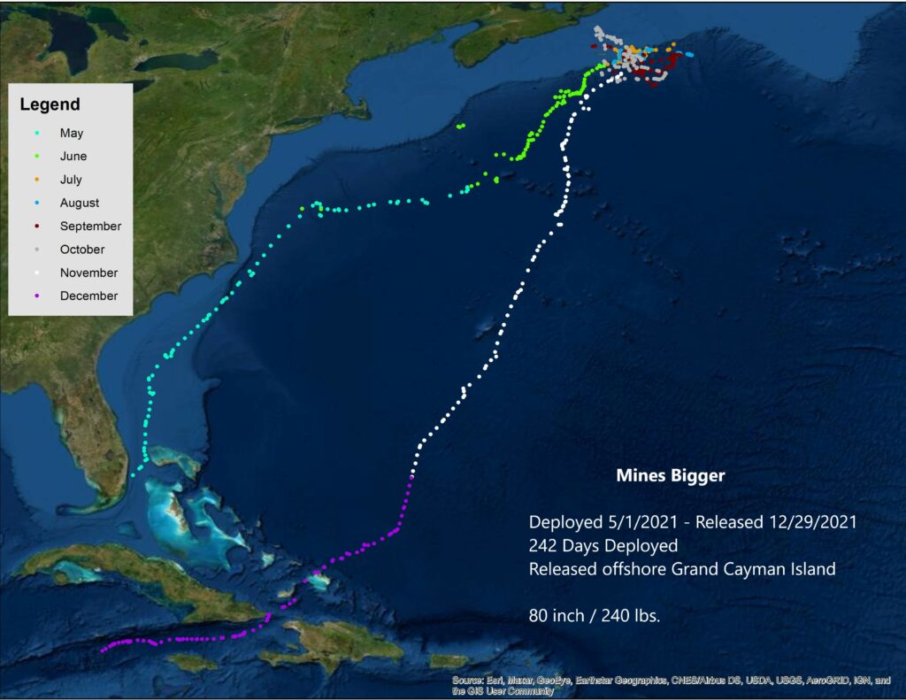 Saltwater – Five things we’ve learned about Swordfish behavior from ...