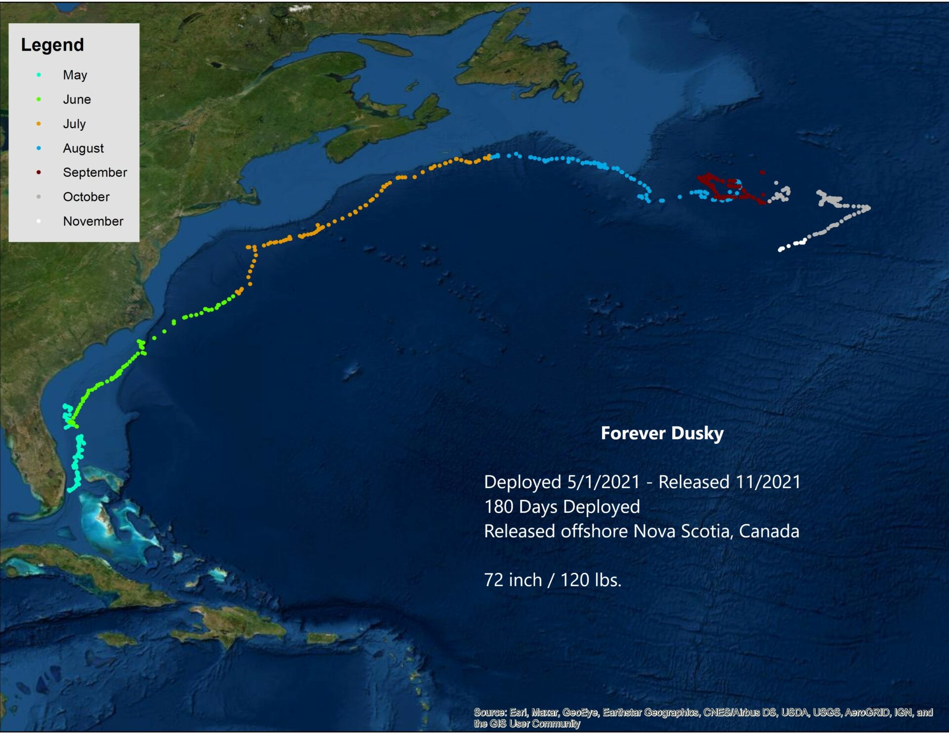 Saltwater – Five things we’ve learned about Swordfish behavior from ...