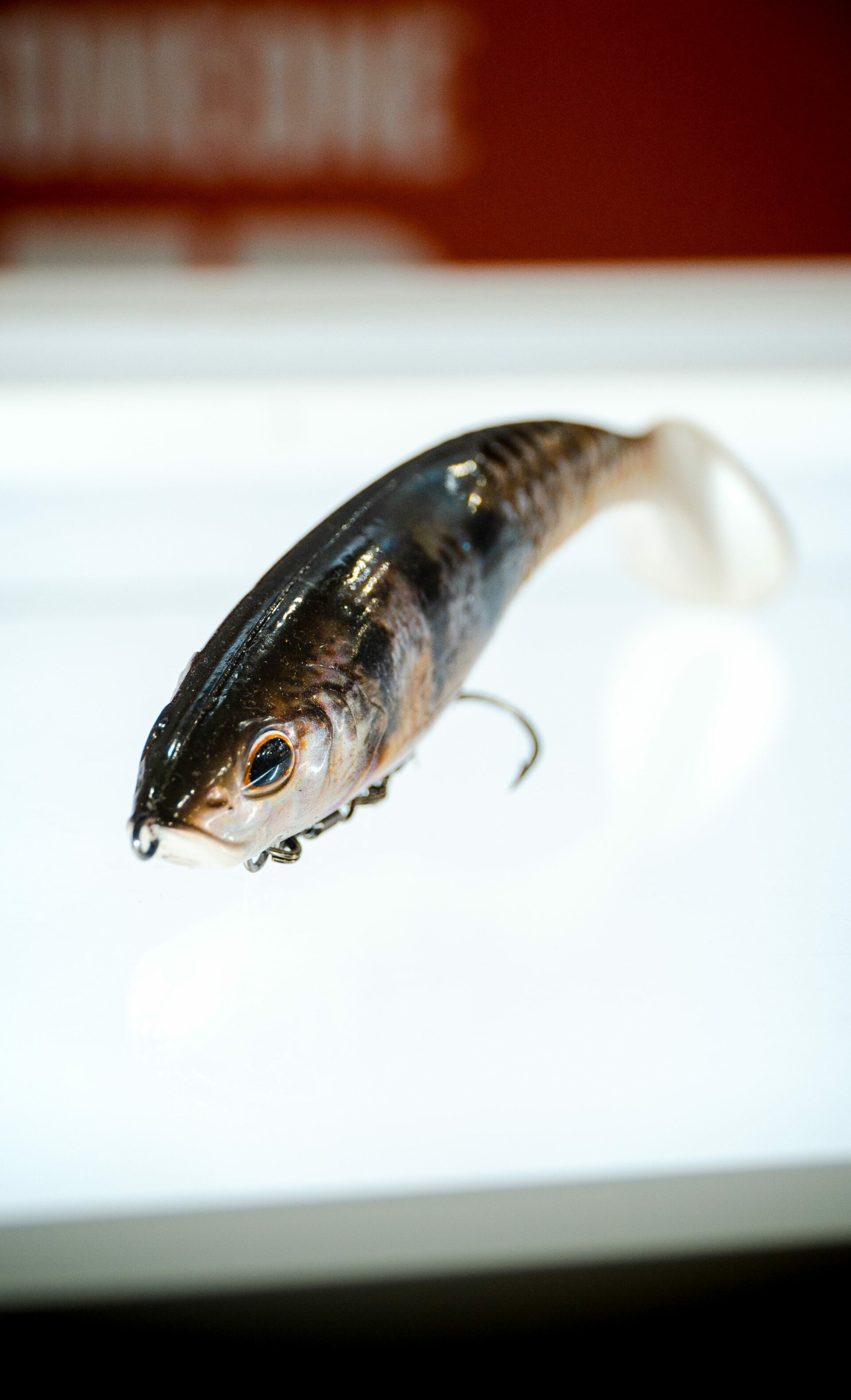 Bass fishing – Everything we know about the latest cult big bass bait ...