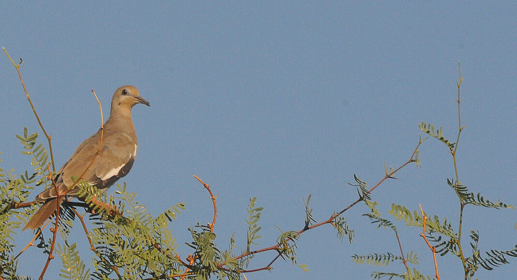 Dove hunting tactics for the first season | Western Outdoor News