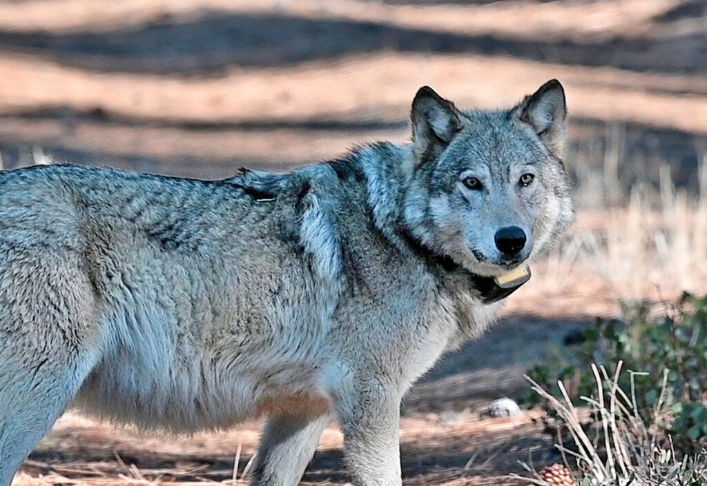 DFW launching pilot effort to reduce gray wolf attacks on livestock ...