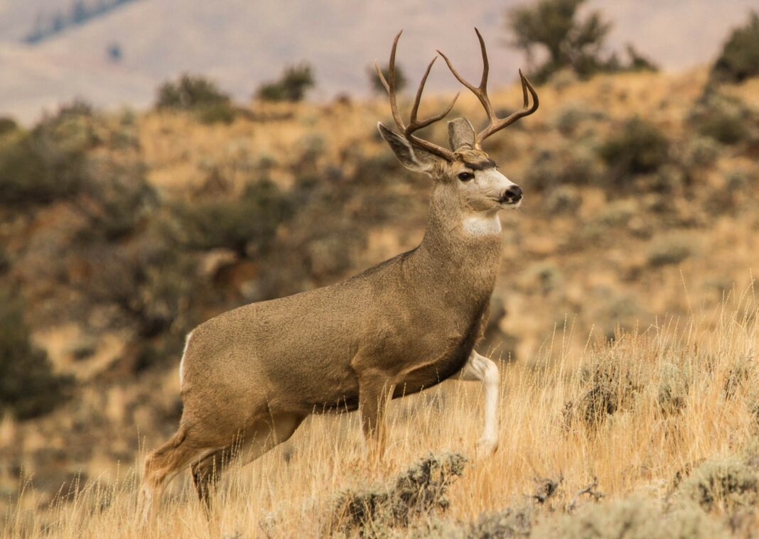 California deer season in full swing | Western Outdoor News