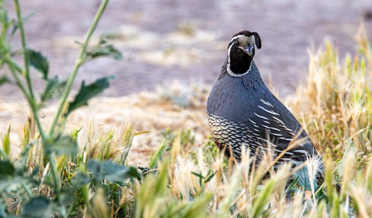 CDFW anticipates another good season for quail and chukar hunting in ...
