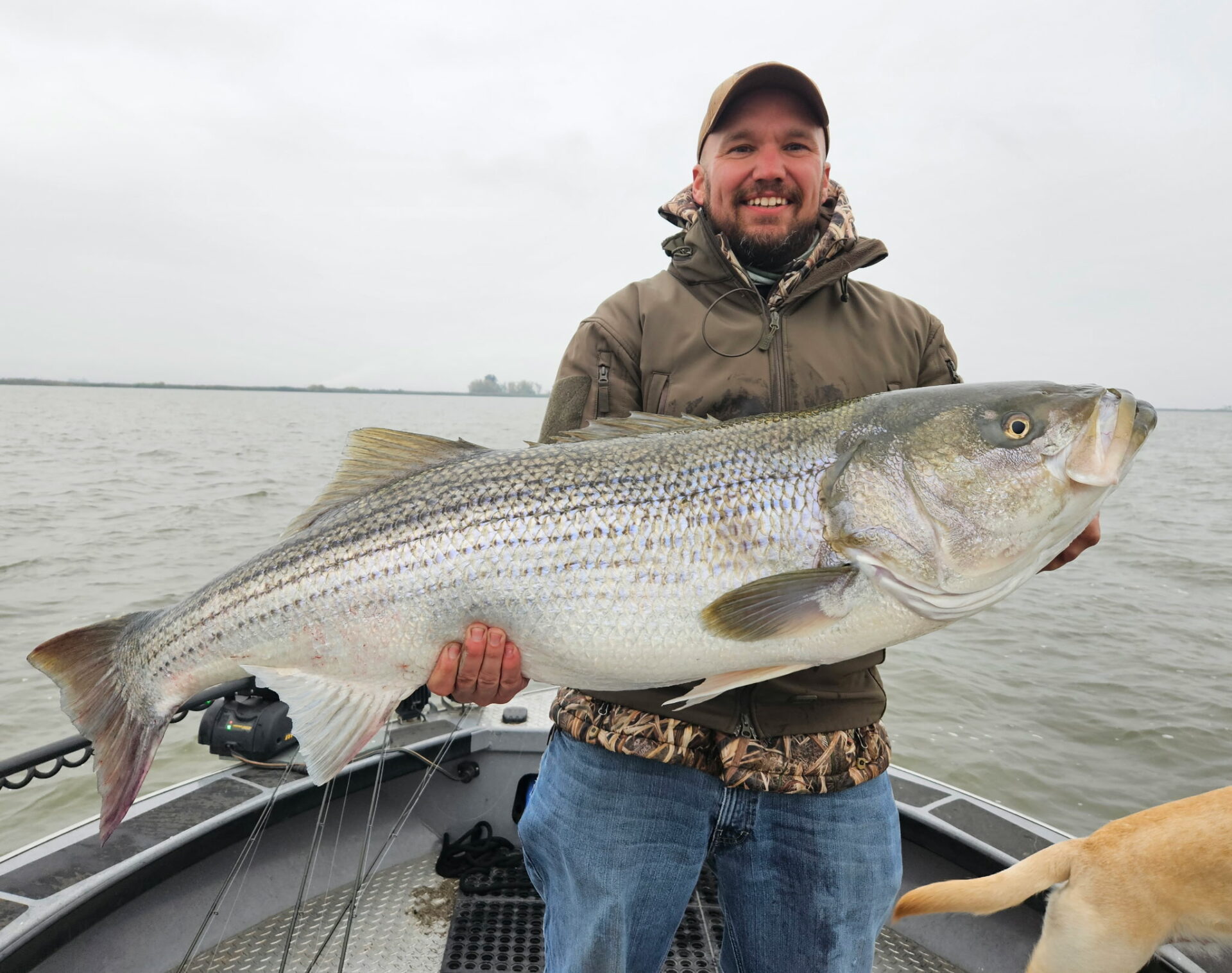 Angler on guide trip boats 42-pound Delta striper | Western Outdoor News